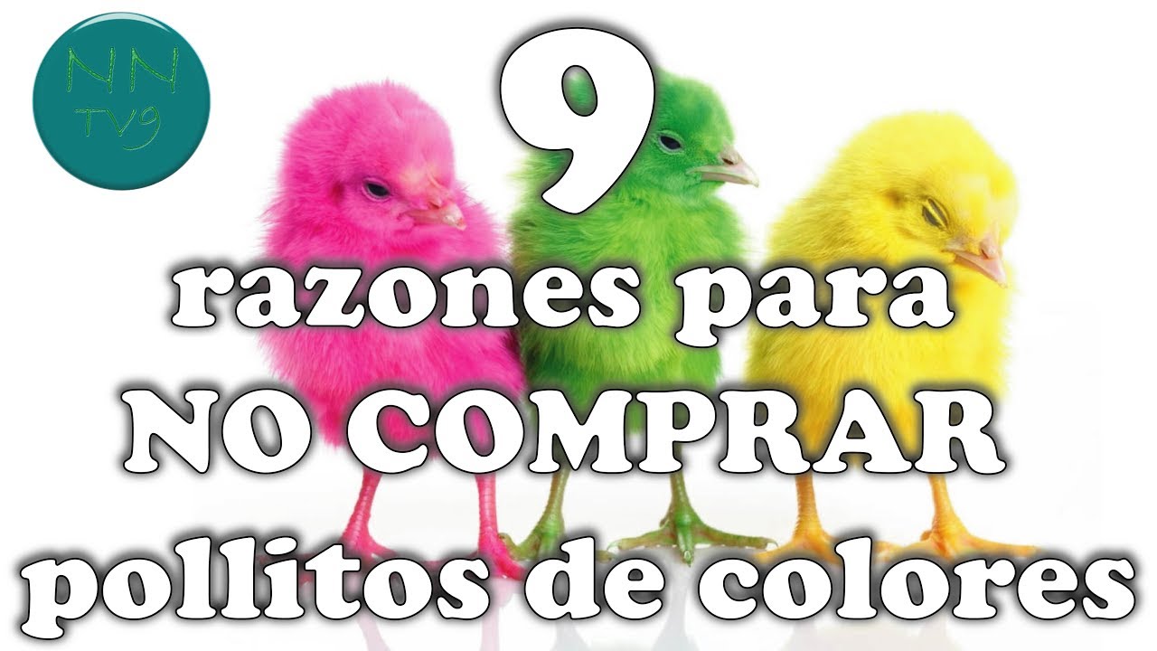 9 razones para NO COMPRAR pollitos de colores o pintados - YouTube