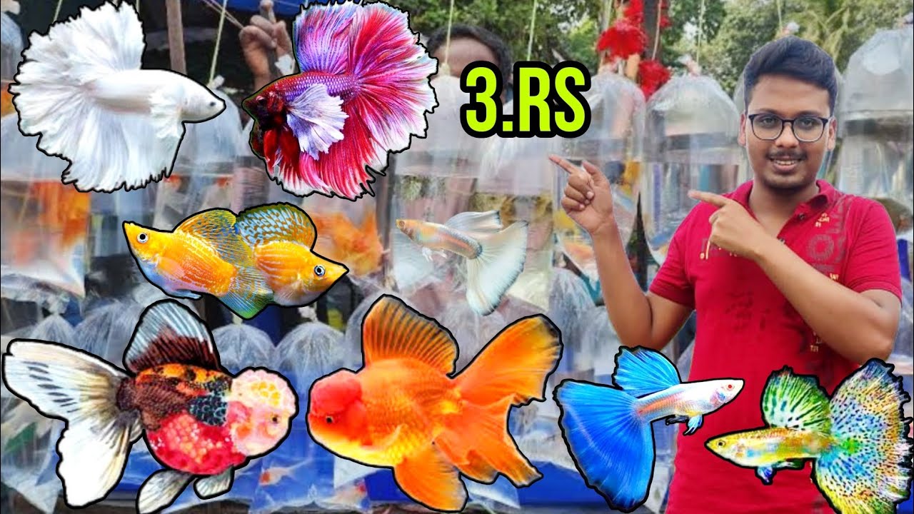 BETTA GUPPY AND GOLDFISH IN 3 RS | BETTA FISH BREEDING | GUPPY FISH BREEDING | GOLDFISH BREEDING ...