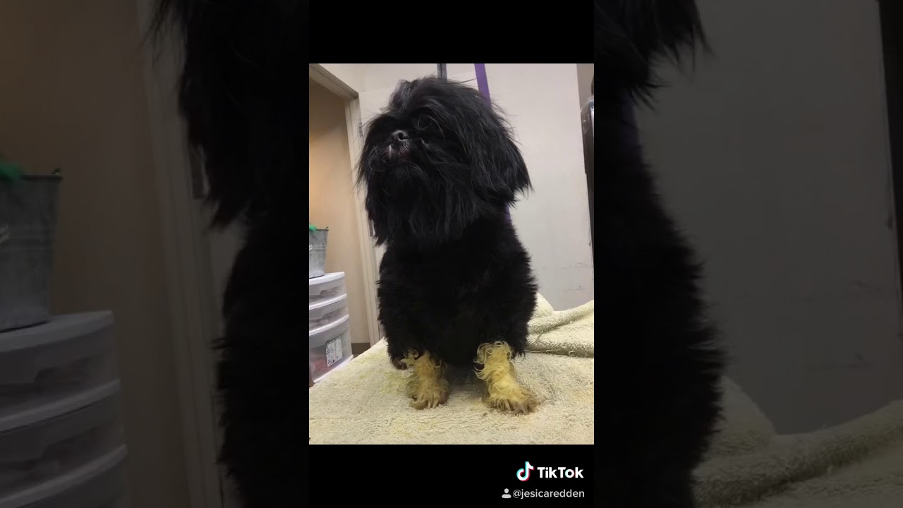 Dog coloring before and after - YouTube