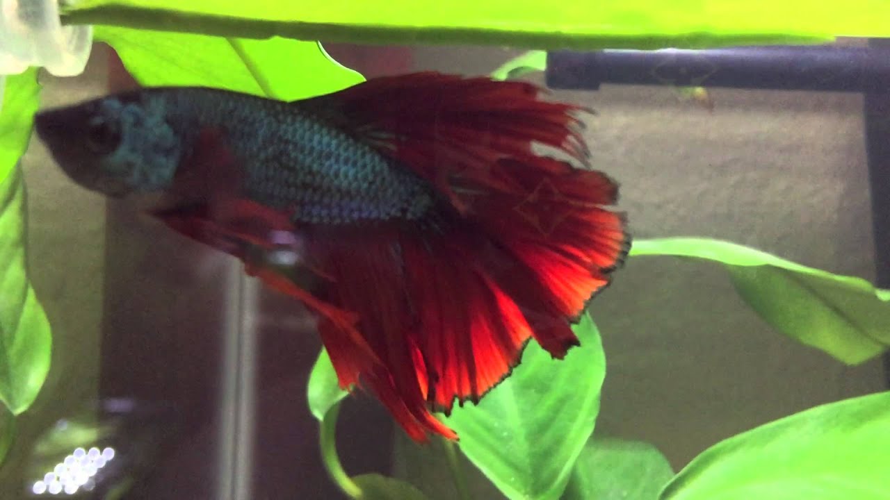 Dragonscale Halfmoon Betta