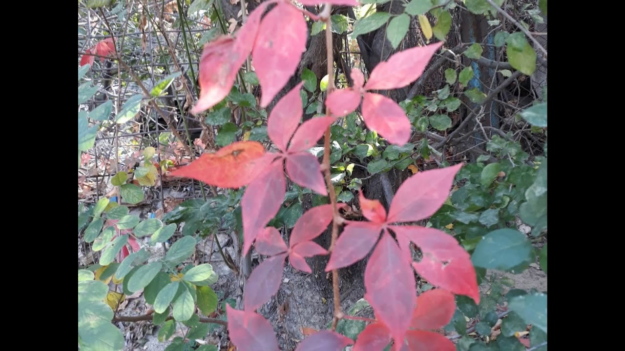 Rosu de octombrie - YouTube
