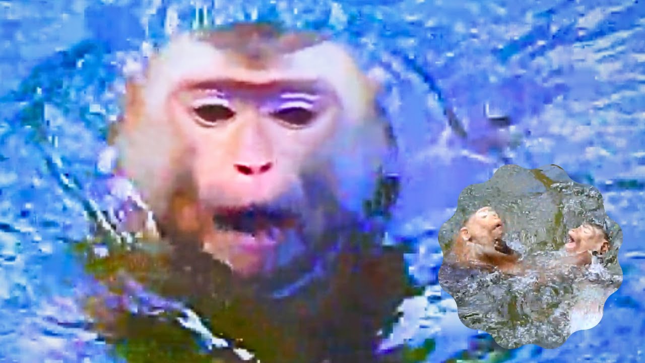 Oh, Rojo is training to swim with other monkeys to compete for gold ...