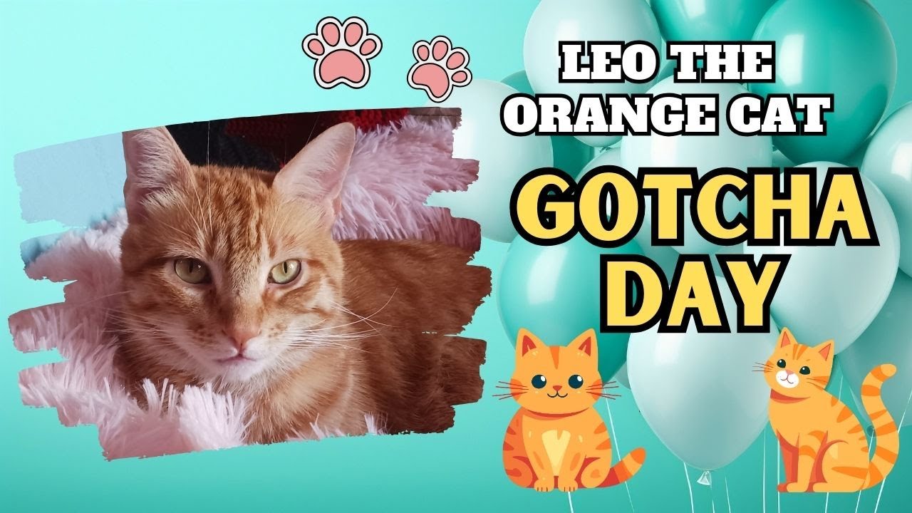 Leo The Orange Cat Celebrates "Gotcha Day"! - YouTube