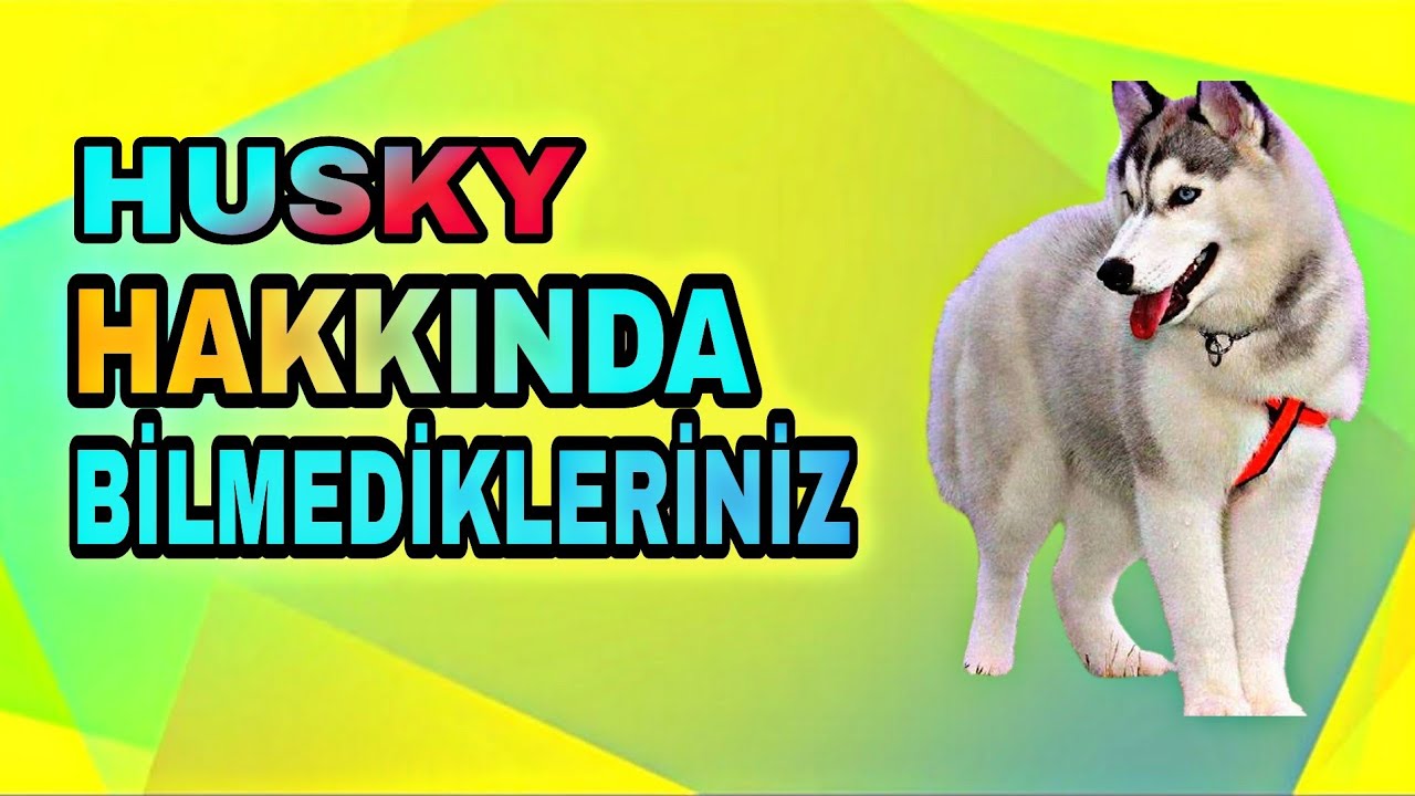 Xaski-Husky HAQQINDA BÌLMEDÌKLERÌNÌZ - YouTube