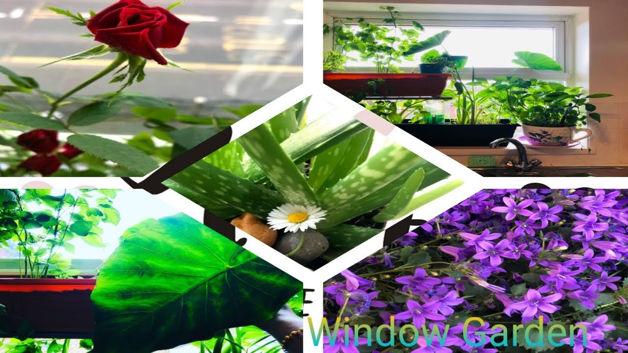 window garden |My Window Garden Tour|House-plat Tour|window farm - YouTube