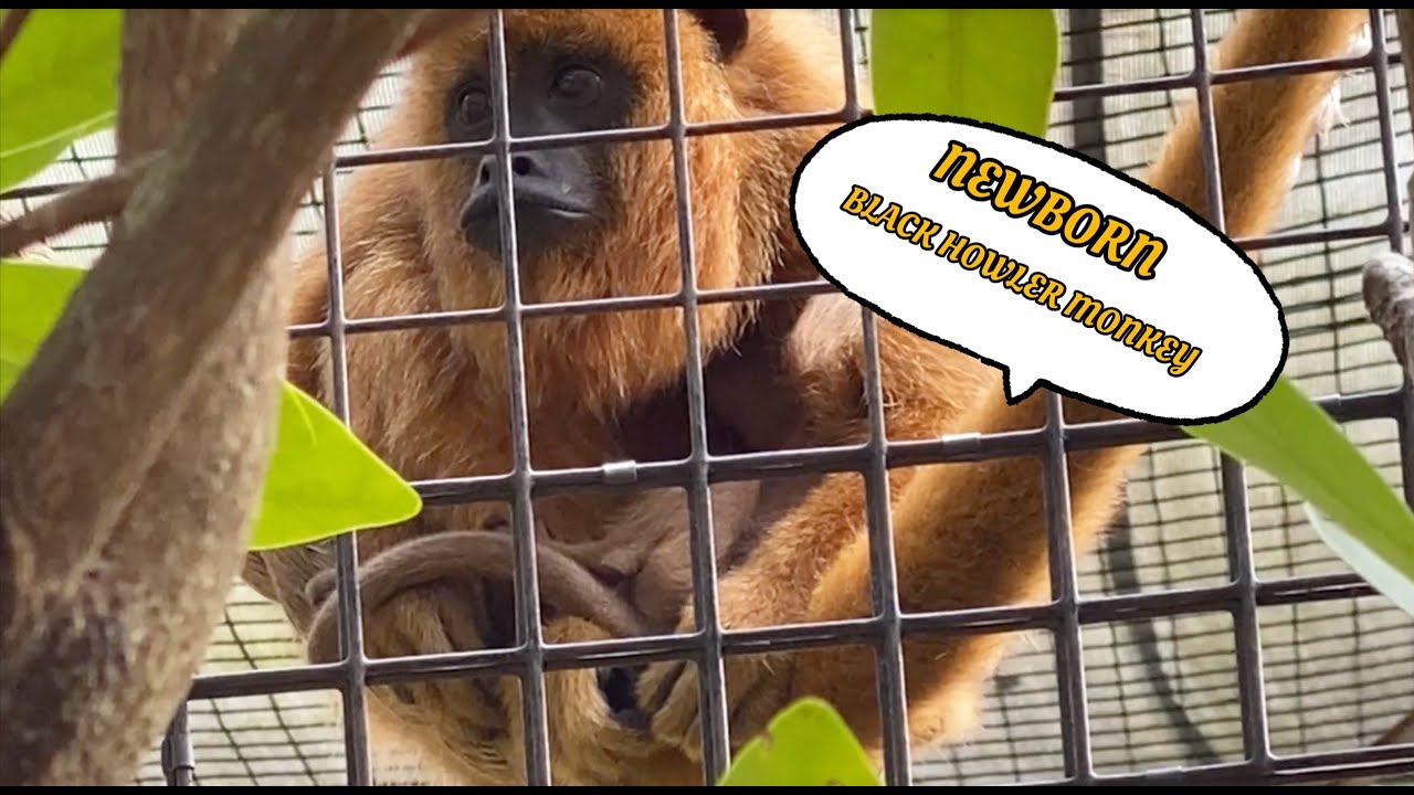 Black Howler Monkey | Cuddling Her Newborn Baby - YouTube