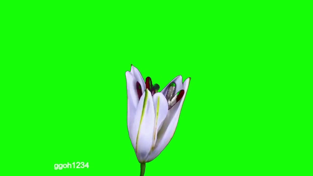 Light blue flower blooms in green screen - YouTube