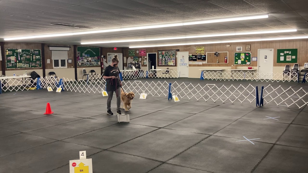 Copper’s AKC Virtual Rally Novice Course #3 - YouTube
