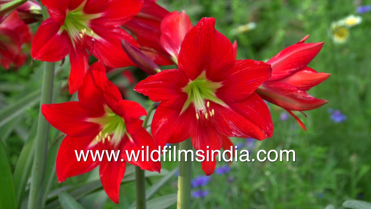 Amaryllis or Easter Lily in red and white blooms | Spring garden ...