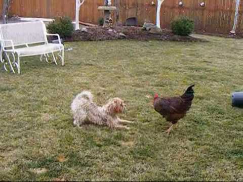 Dog vs. Rooster - YouTube