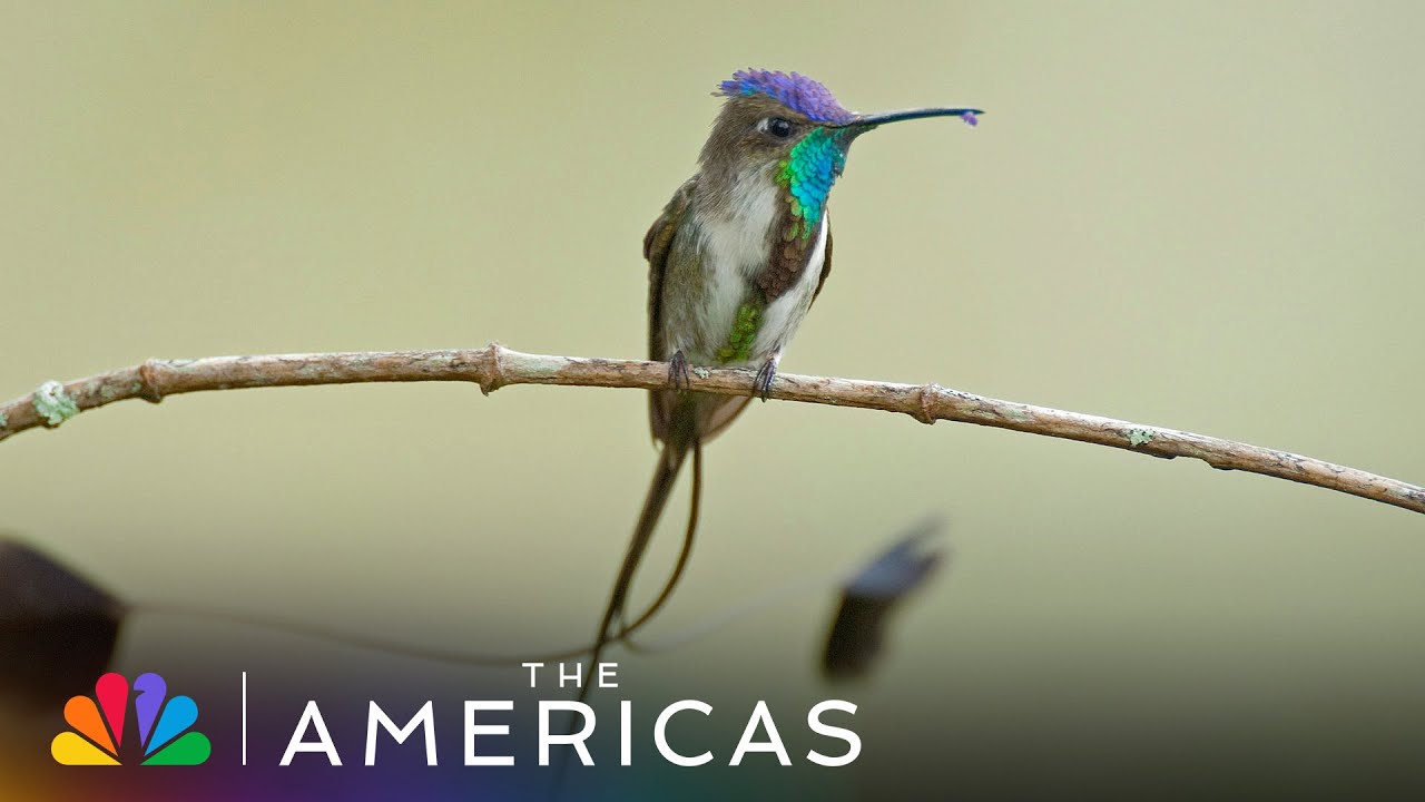 Tom Hanks Narrates How the Marvelous Spatuletail Hummingbird Woos a ...