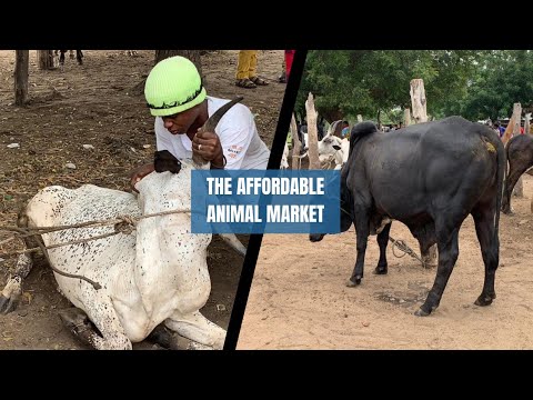 Adaklu Waya Market: Your One - Stop Affordable Animal Market In The ...