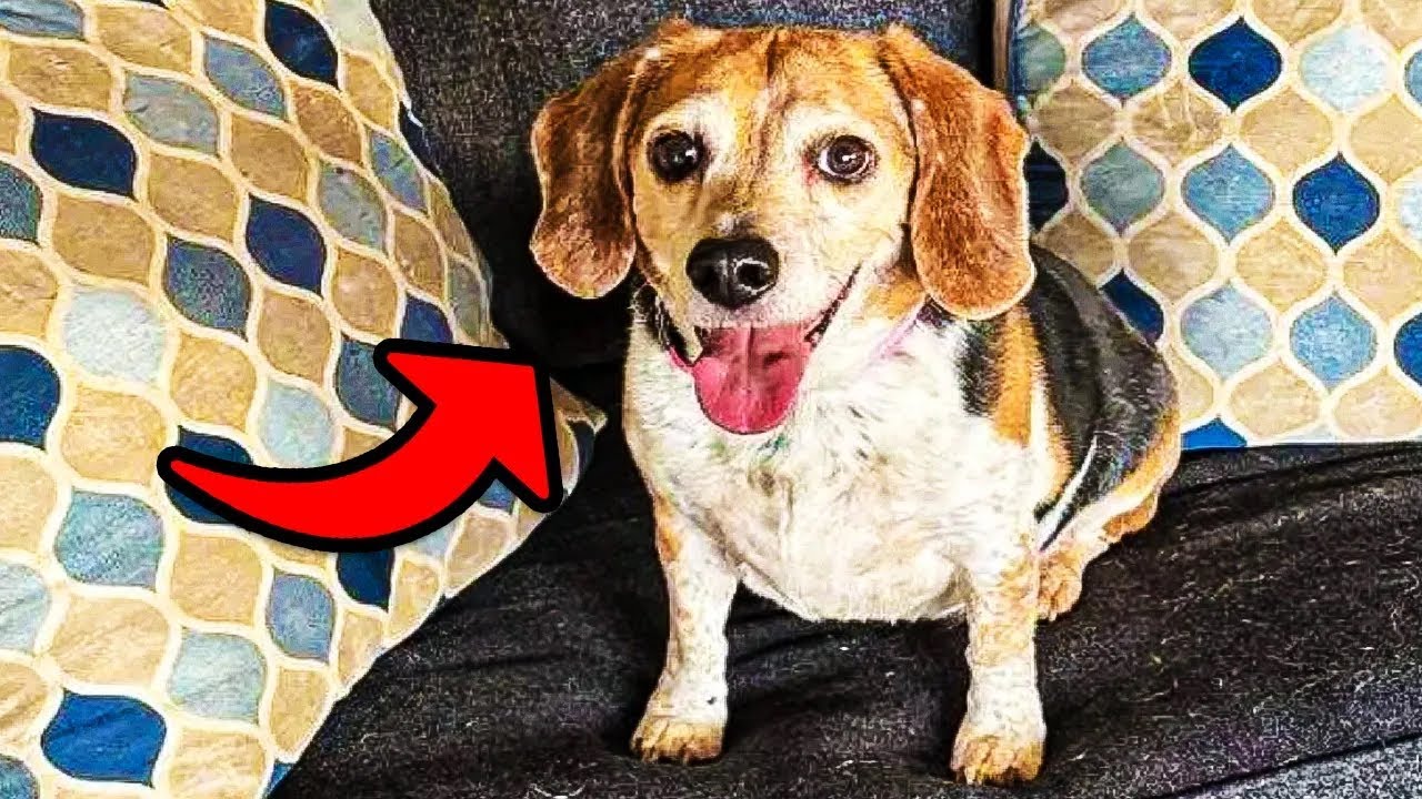 Sweet beagle’s missing for 8 years when family learns he’s been found ...