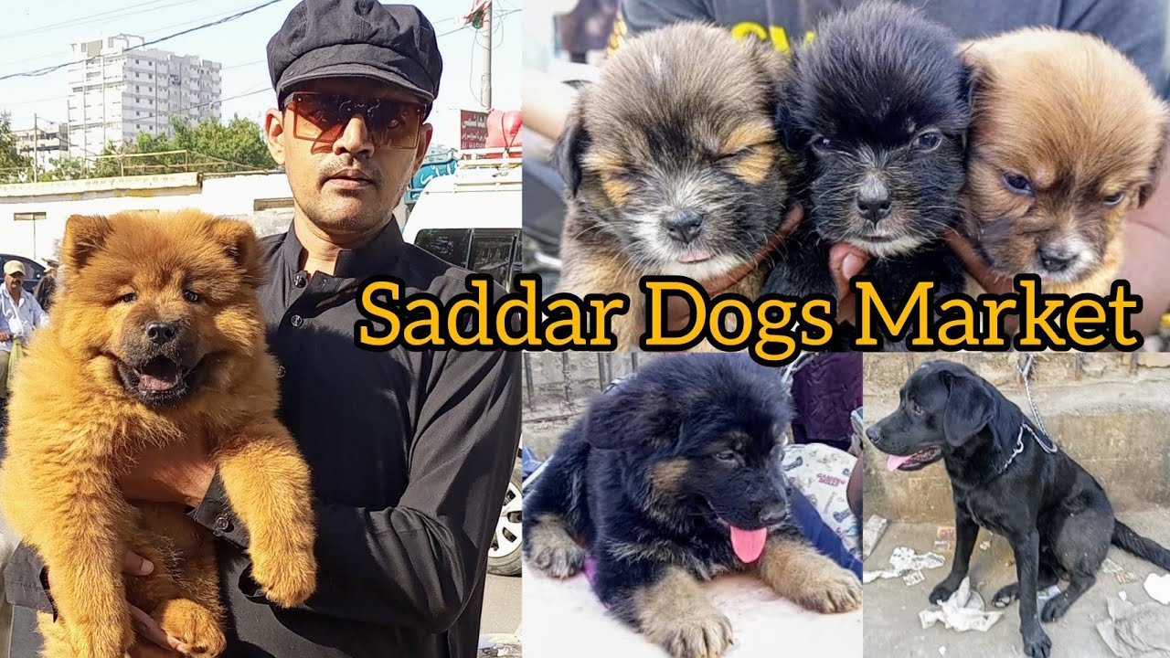 Latest Saddar Dogs Market Karachi Update || Kutta Market Karachi || 07 ...