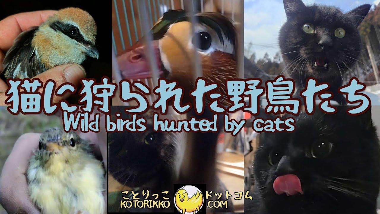 猫に狩られた野鳥たち The wild birds hunted by cats - YouTube