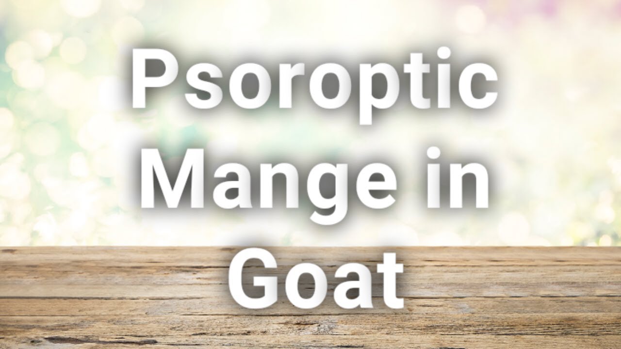 Psoroptic Mange in Goat || Treated by Dr Hafiz Nouman zaheer - YouTube