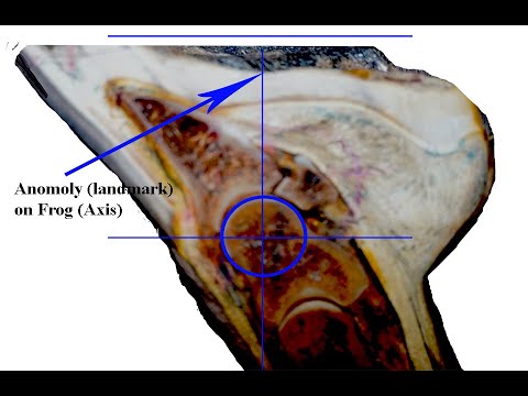 Hoof Anatomy 101 (Identify the True Axis of the Internal Foot) - YouTube