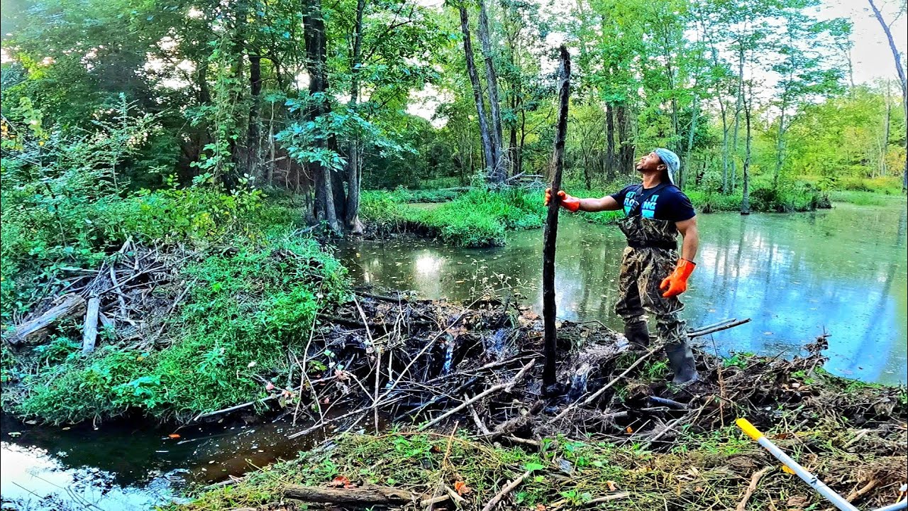 Mega Beaver Dam Collapsed! || BEAVER DAM REMOVAL In Mother Beaver Dam 2 ...