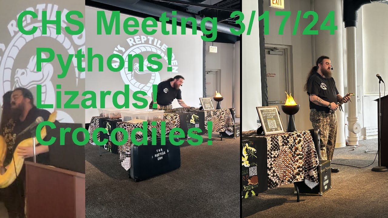 The Reptile Den @ChicagoHerpetologicalSociety 3/17/24 PYTHONS, LIZARDS ...