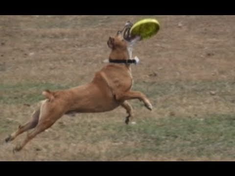 Funny Dog Playing Fetch - YouTube