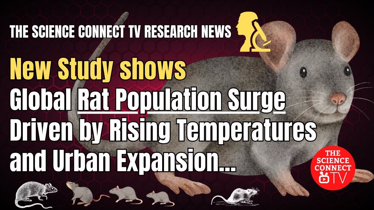 New Study shows Global Rat Population Surge Driven by Rising ...