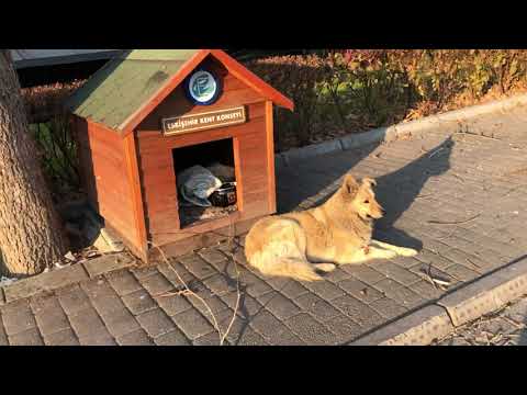 Covid 19 Pandemi Karantina sında Eskişehir Sokakları