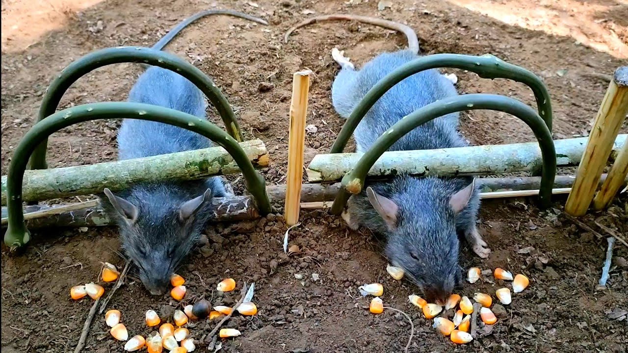 Girl wild hunting creat amazing trap get the 2 mouse - YouTube