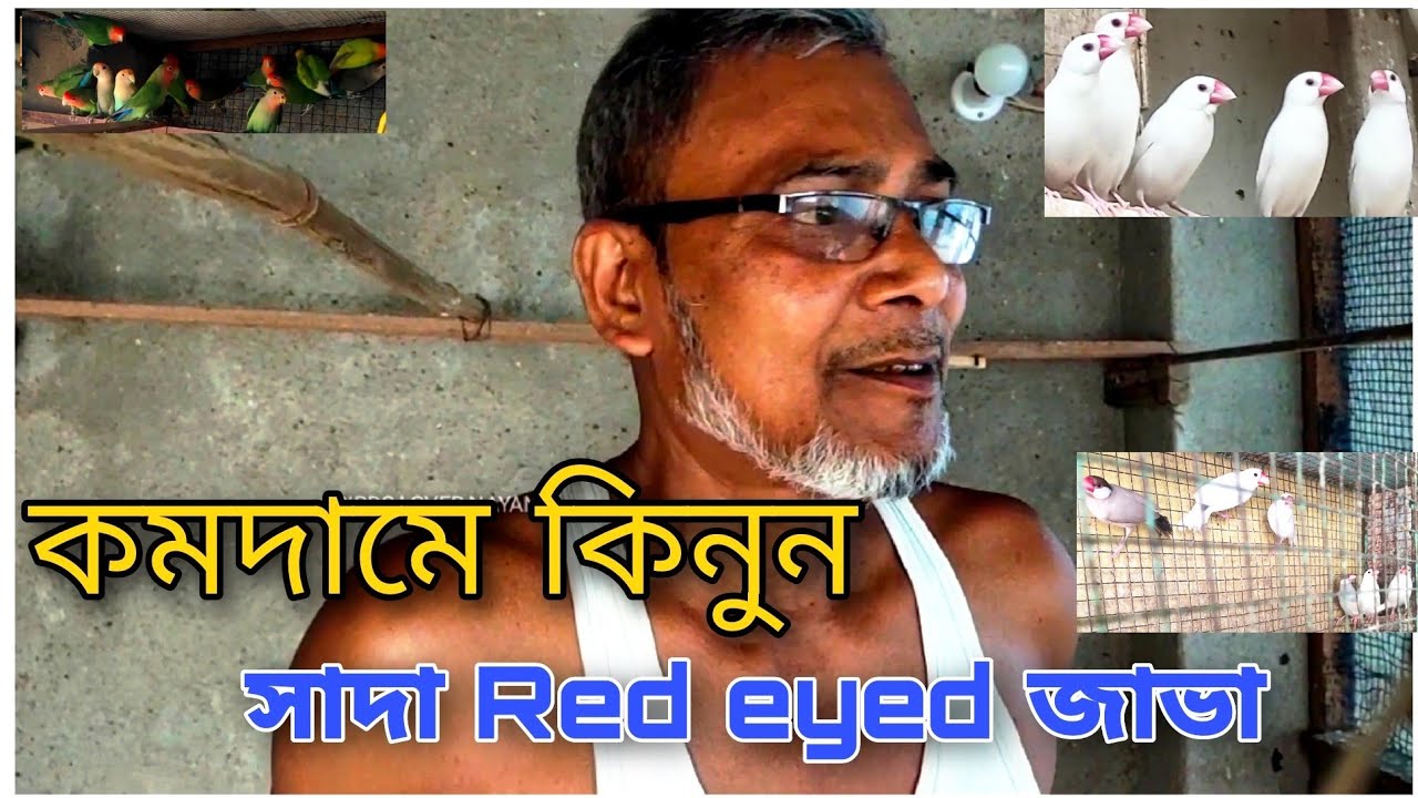 White Red eye java & বিভিন্ন মিউটেশন এর Love-bird বিক্রি আছে//বিস্তারিত ...