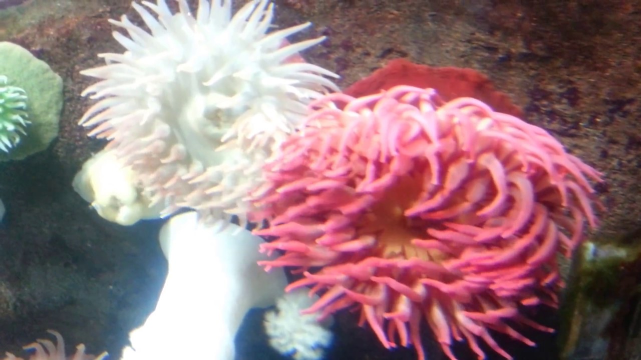 Sea anemone moving #shorts - YouTube