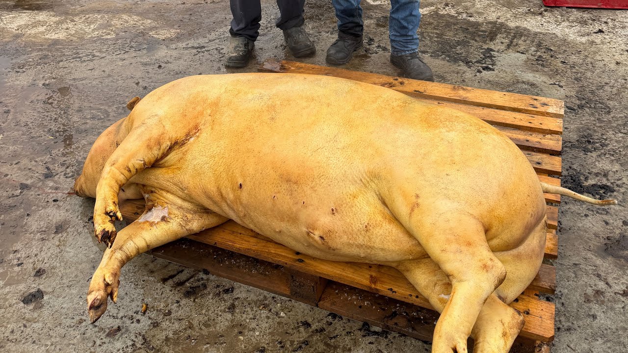 A înviat porcul / L-am tăiat pe Petrica / porcul Petrica - YouTube