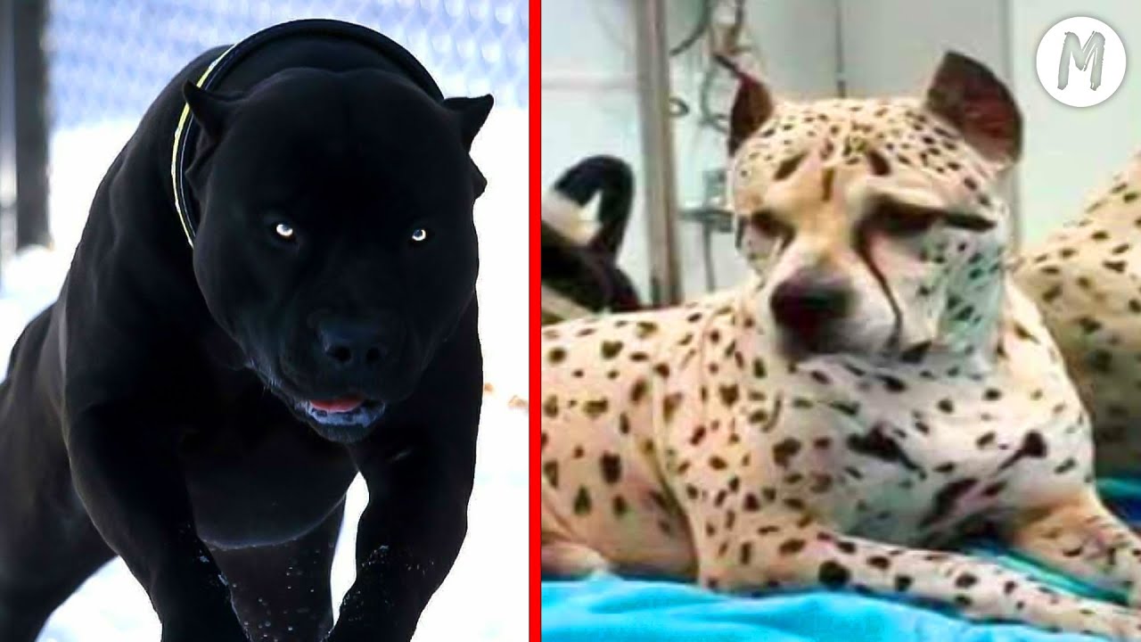 Top 10 Razas de Perro Mas Temibles Creadas por Humanos 😱 - YouTube