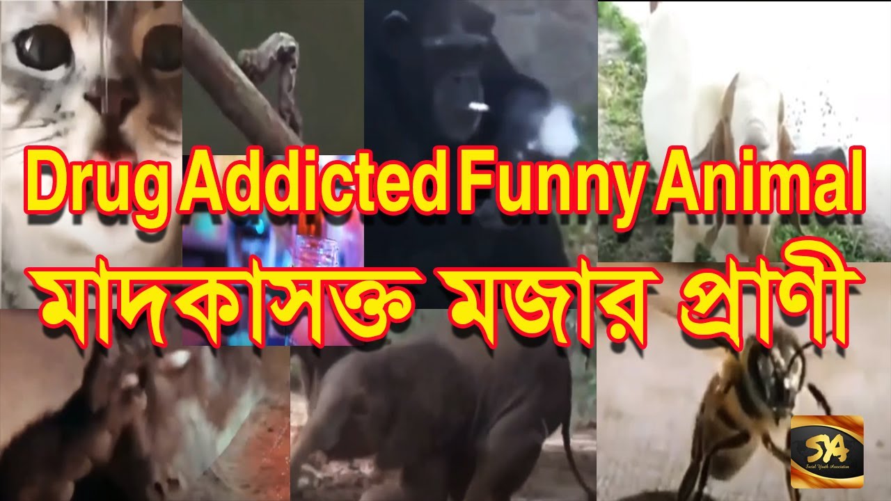 Drug Addicted Funny Animal - মাদকাসক্ত মজার প্রাণী | SYA Channel - YouTube