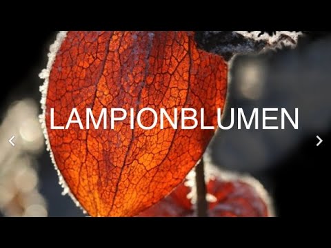 LAMPIONBLUMEN in Aquarell malen - Auswaschtechnik Bokeh Hintergrund