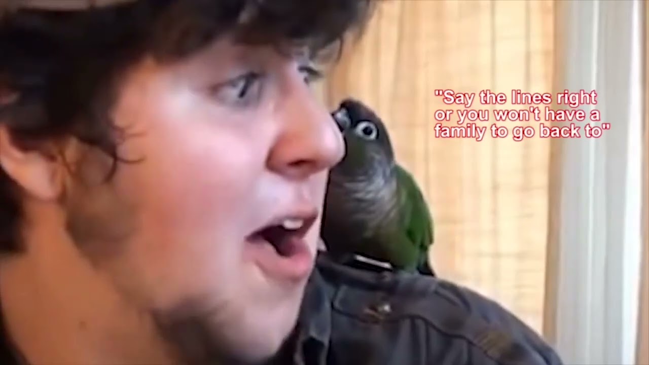 Dunkey clip: The bird is JonTron! - YouTube