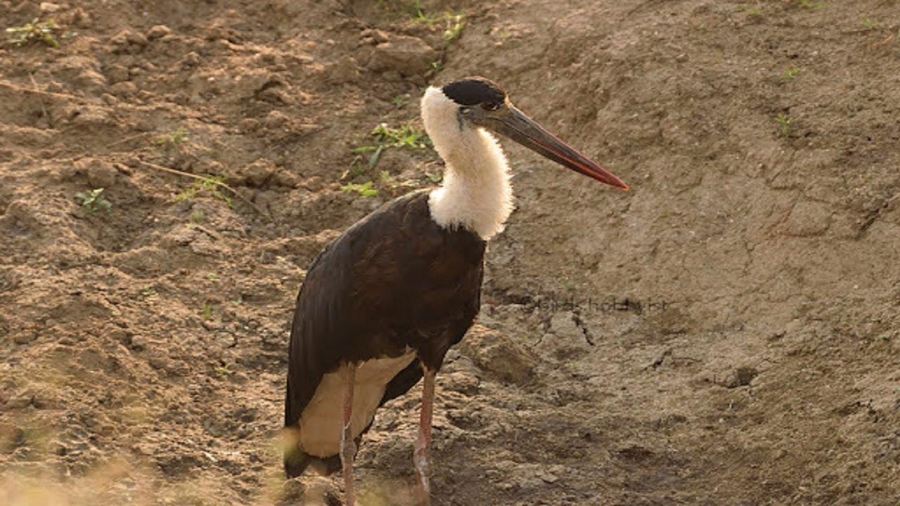 White Necked Stork Bird - YouTube