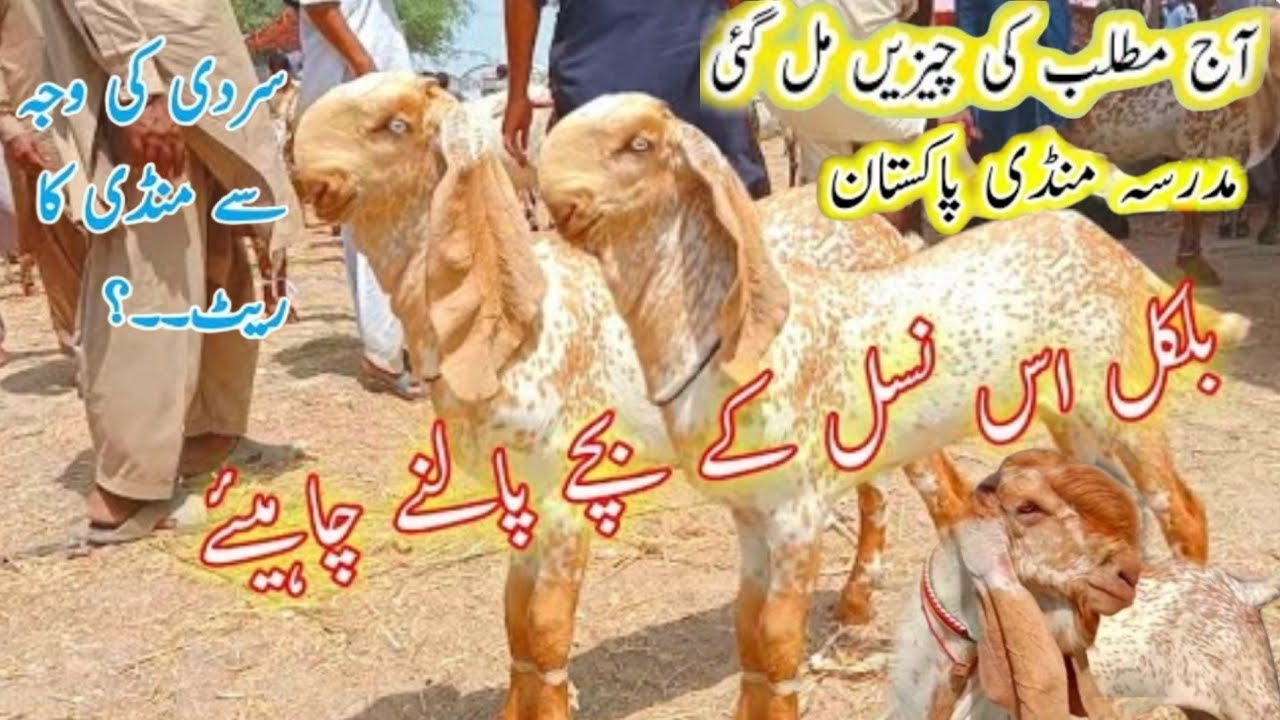 13 January 2024Madrasa Mandi Pakistani/Goat Farming Pakistan/Mujtaba ...