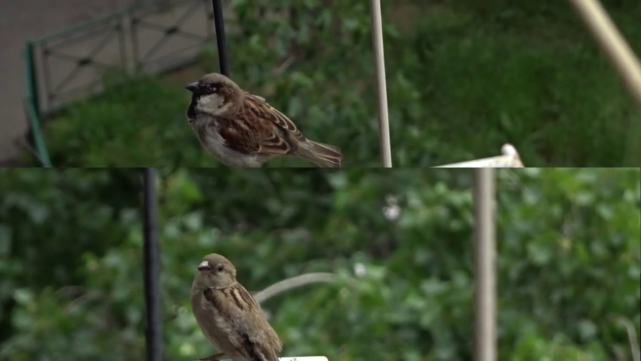 Two Chirpers - YouTube