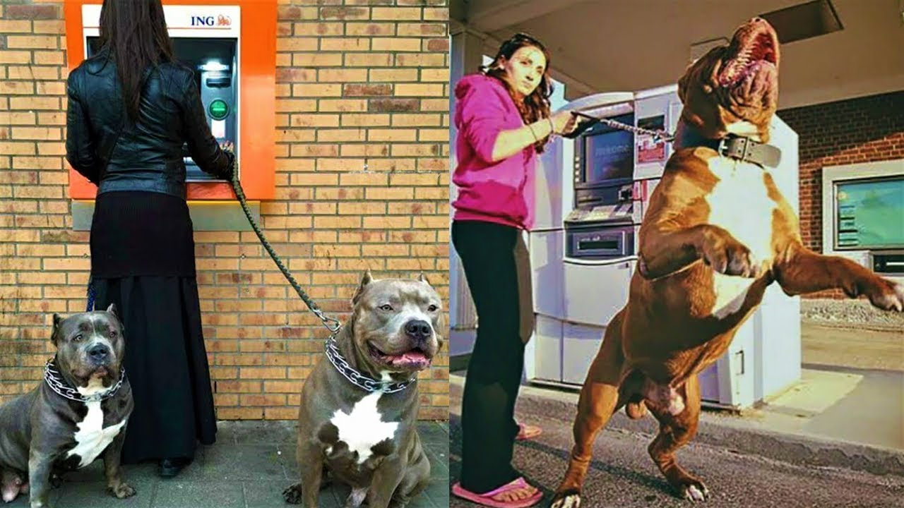 Funny Dogs Protecting Their Owners Videos Compilation #41 - YouTube