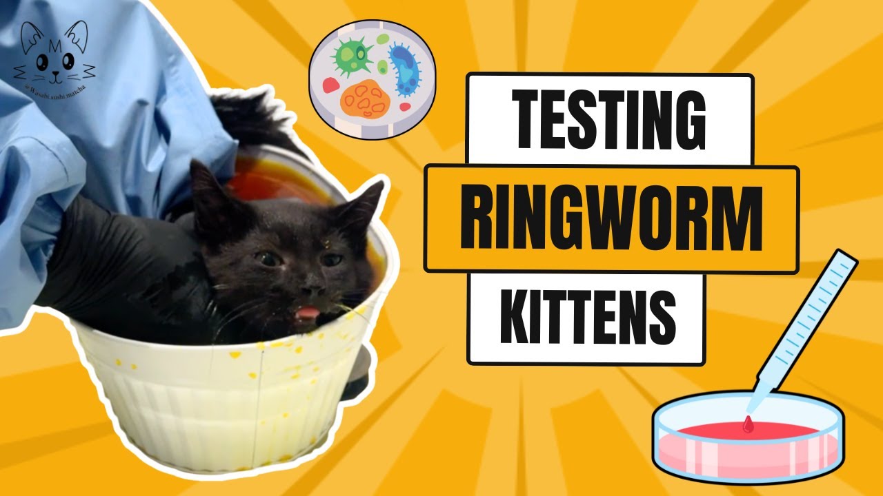 How to Test for Ringworm | Jelly & Beanie - YouTube