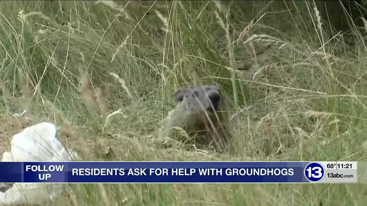 Toledo residents ask for help with groundhogs - YouTube