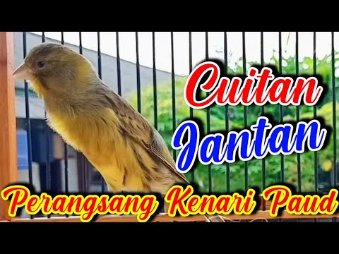 CUITAN KENARI JANTAN MERANGSANG BUNYI KENARI PAUD