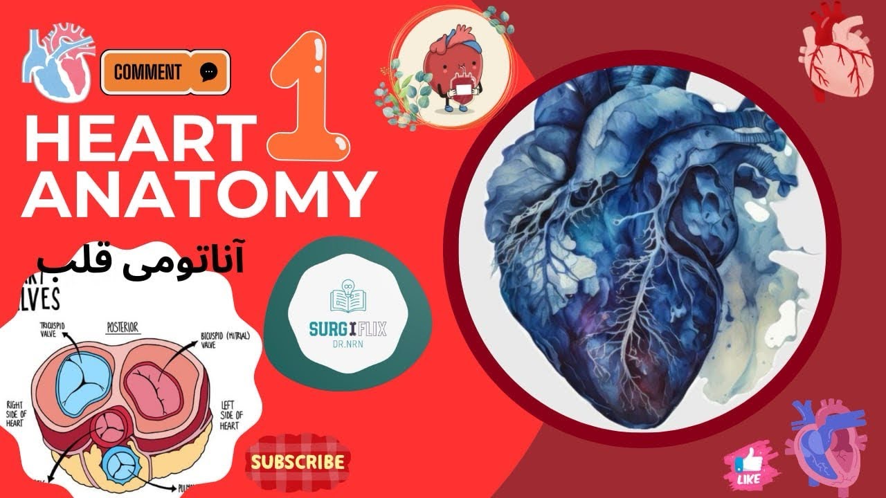 Heart Anatomy ( part 1 ) - YouTube