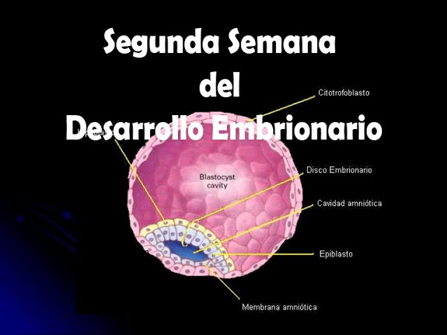 Diagrama De Disco Embrionario