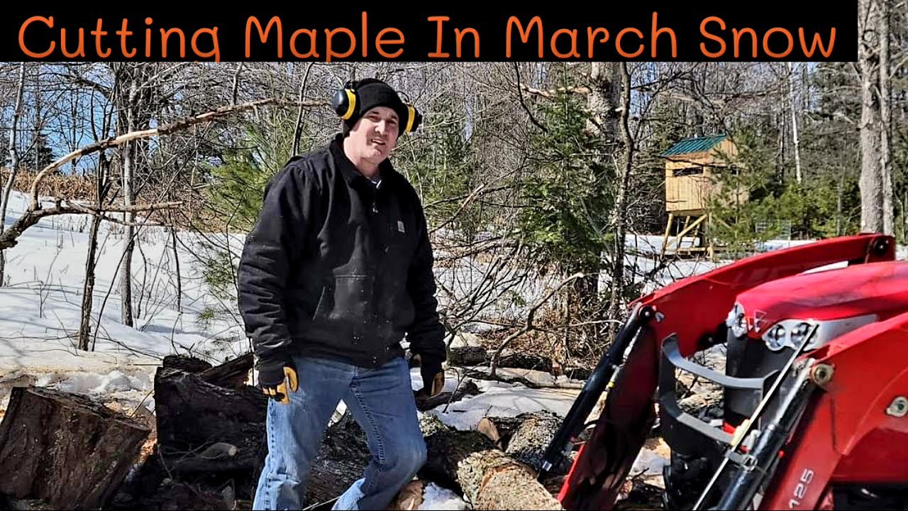 Cutting Maple In March Snow - YouTube