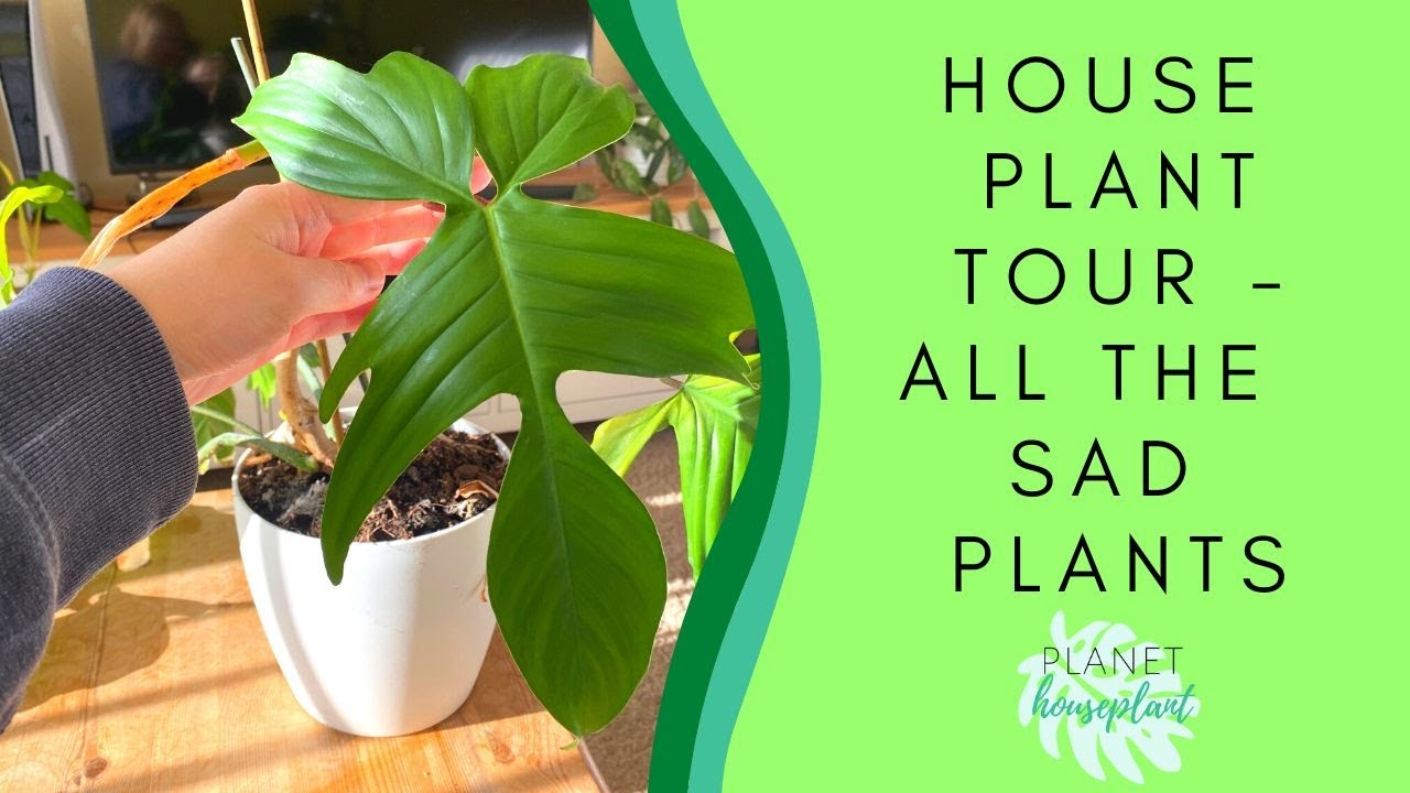 House Plant Tour of All My Sad Plants 😳 - YouTube