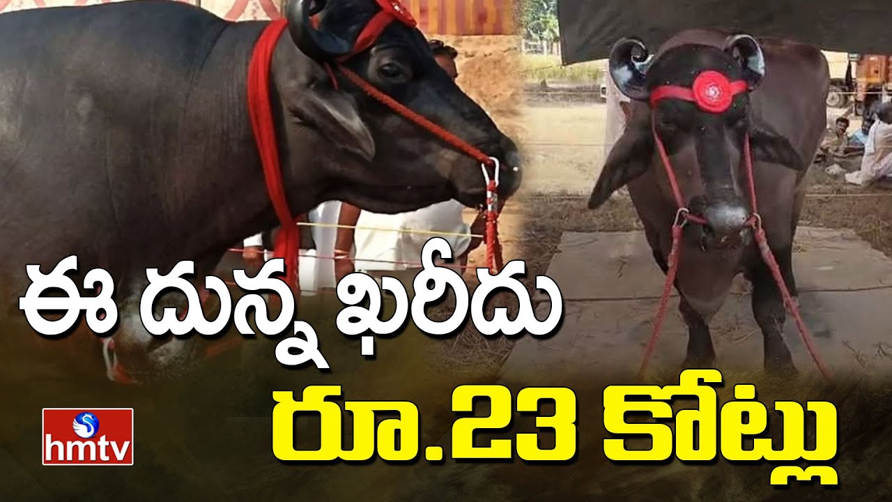ఈ దున్న ఖరీదు రూ.23 కోట్లు | Haryana’s ’Anmol’ Buffalo Worth ₹23 Crore ...