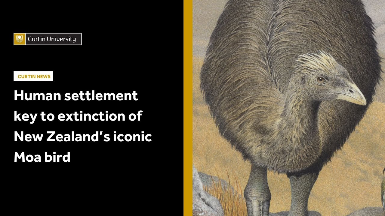 Human settlement key to extinction of New Zealand’s iconic Moa bird ...
