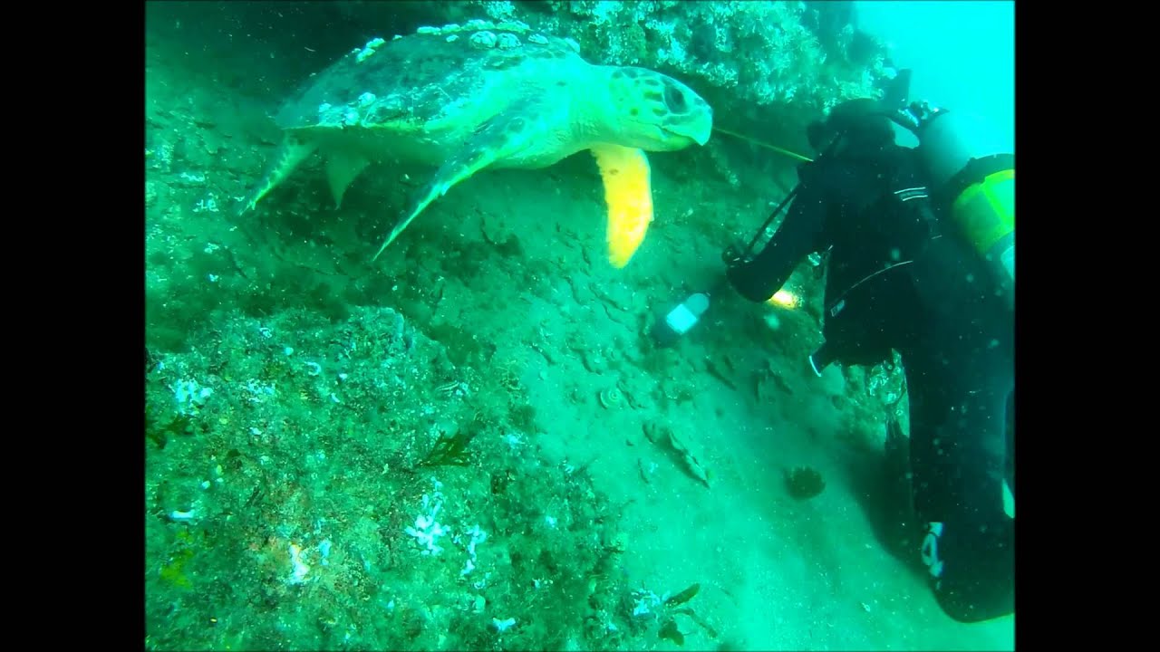 Sea turtle and a Lobster - YouTube