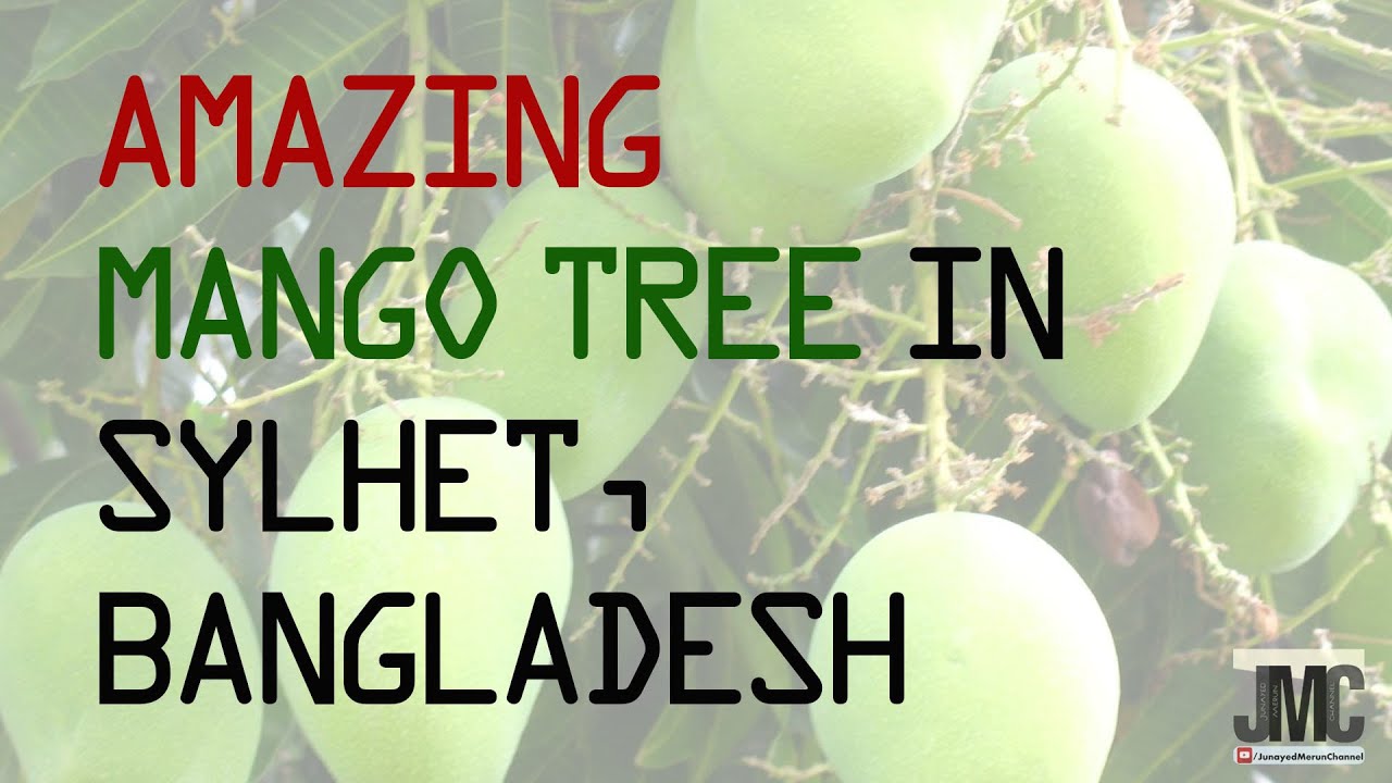 Amazing Mango Tree in Sylhet, Bangladesh | Tourism | - YouTube