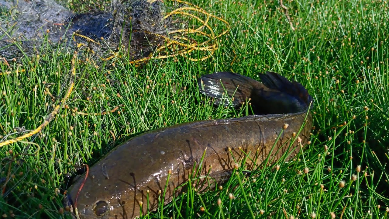 Fish Catching🐬 |Big Murrel Fish Catching | Hunding River Monster🐠 | Net ...
